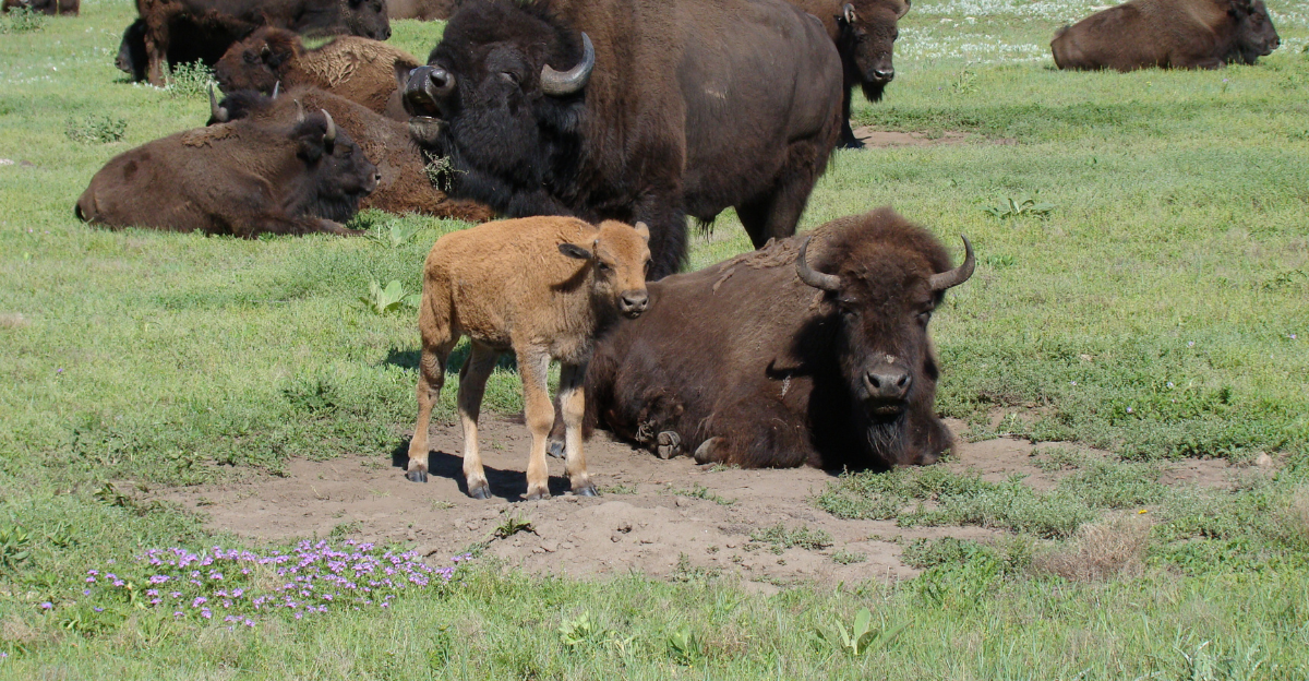These Regions Are Home to America’s Largest Bison Herds ...
