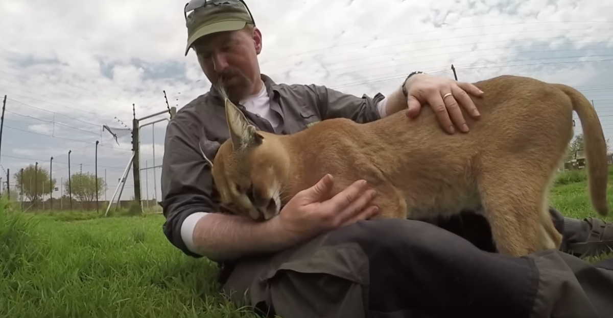 8 Wild Cats That Can Form Deep Attachments With Humans | animalplanethq.com
