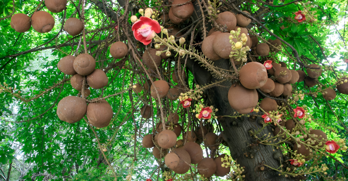 9 of the World’s Most Dangerous Trees—Including the Exploding ‘Dynamite Tree’ | animalplanethq.com