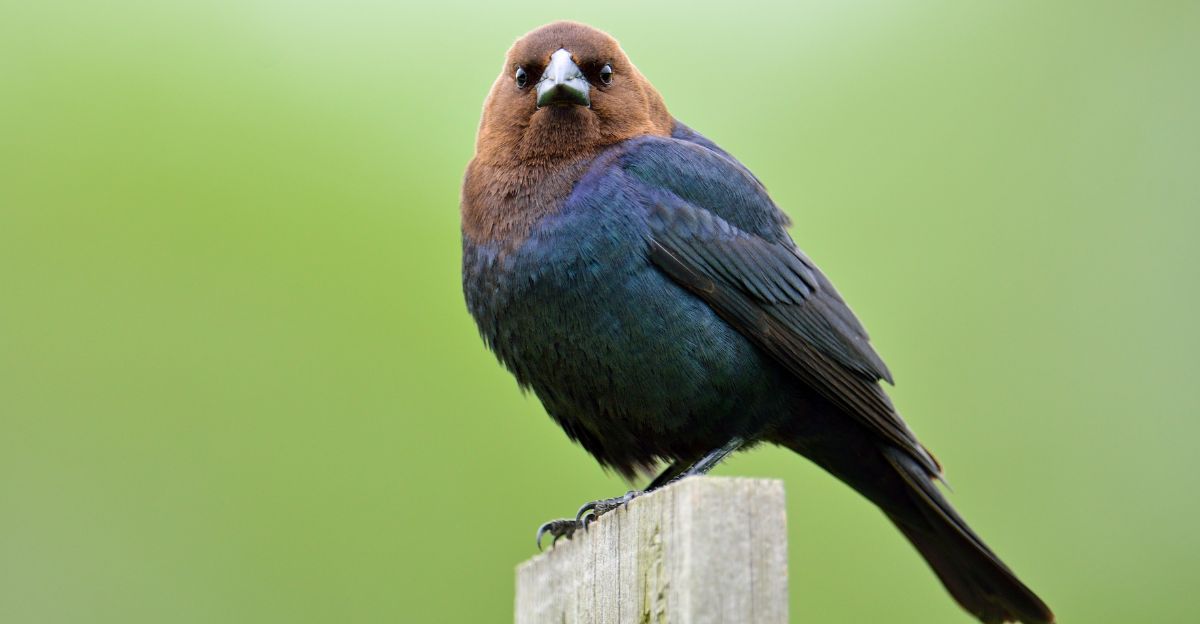 12 Invasive Bird Species Colonizing The US | animalplanethq.com
