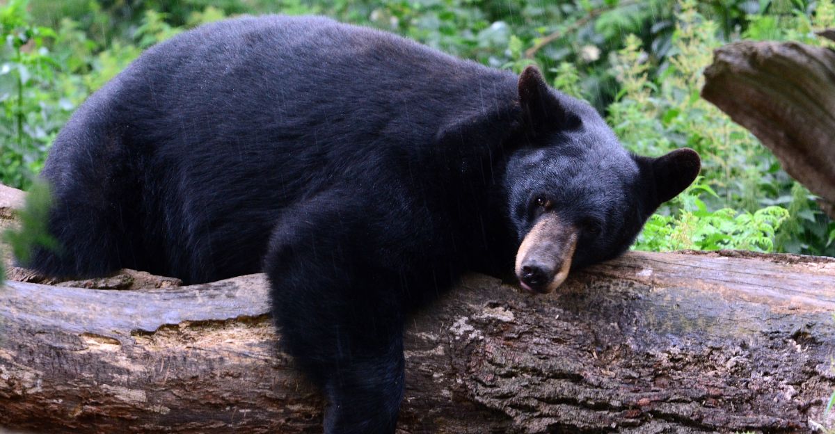 9 Surprisingly Gentle Bears That Aren’t as Dangerous as You Think ...