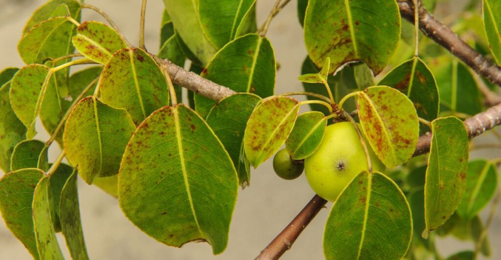 9 of the World’s Most Dangerous Trees—Including the Exploding ‘Dynamite ...