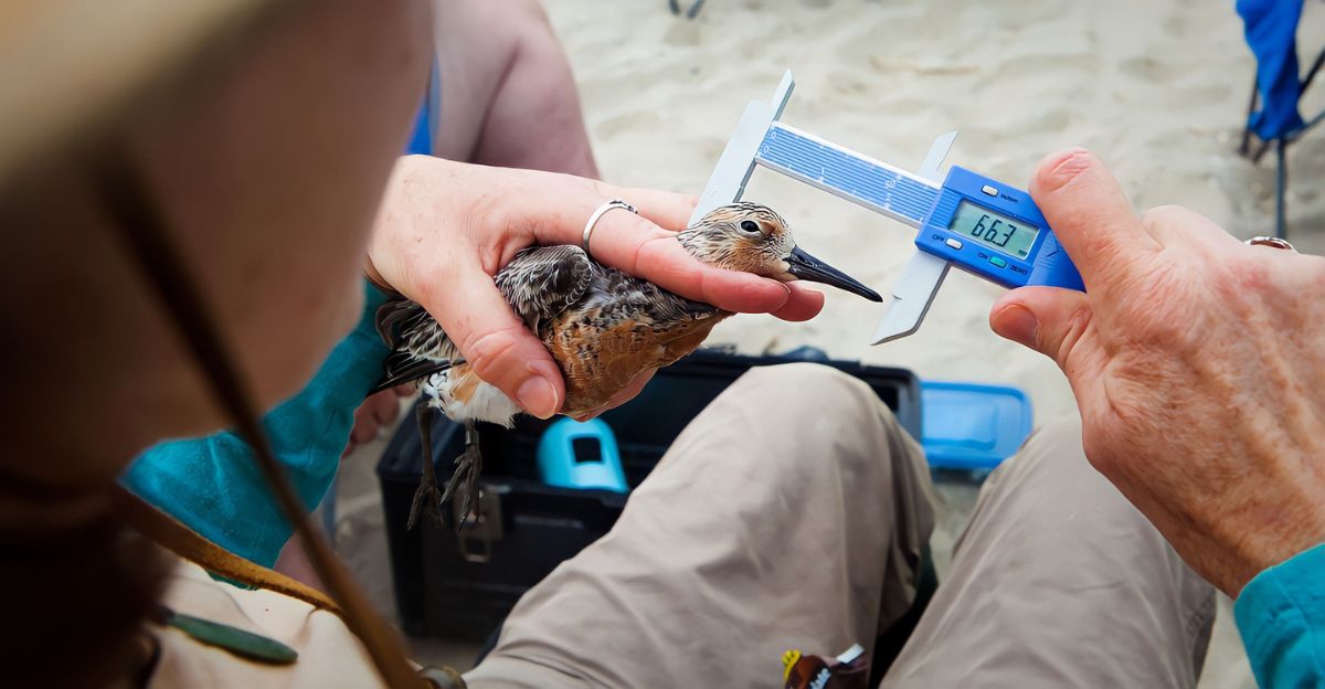 12 Invasive Bird Species Colonizing The US | animalplanethq.com