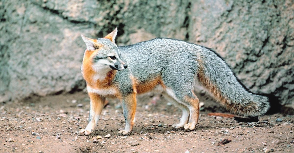 18 Most Iconic Animals That Roam the Appalachians | animalplanethq.com