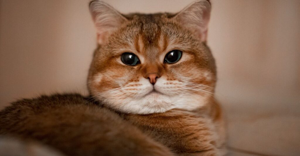 12 Tabby Cat Colors Ranked from Extinct to Everywhere | animalplanethq.com