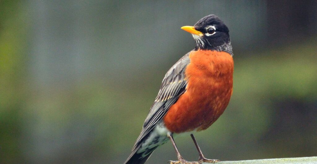 The 9 Most Common Birds Found in America | animalplanethq.com