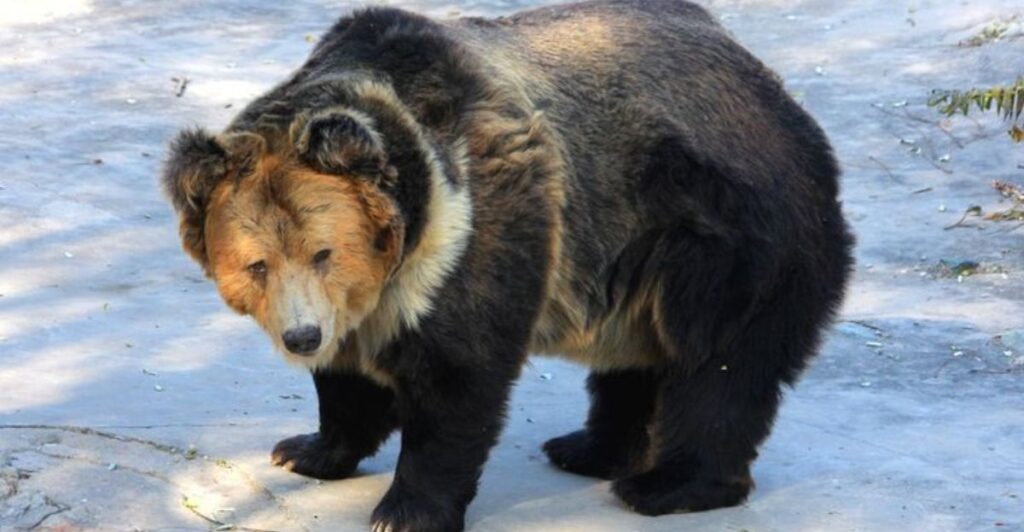 9 Surprisingly Gentle Bears That Aren’t as Dangerous as You Think ...