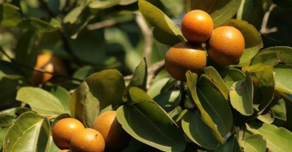 9 of the World’s Most Dangerous Trees—Including the Exploding ‘Dynamite ...