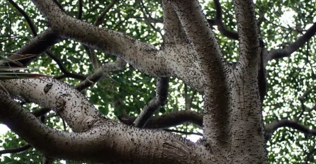 9 of the World’s Most Dangerous Trees—Including the Exploding ‘Dynamite ...