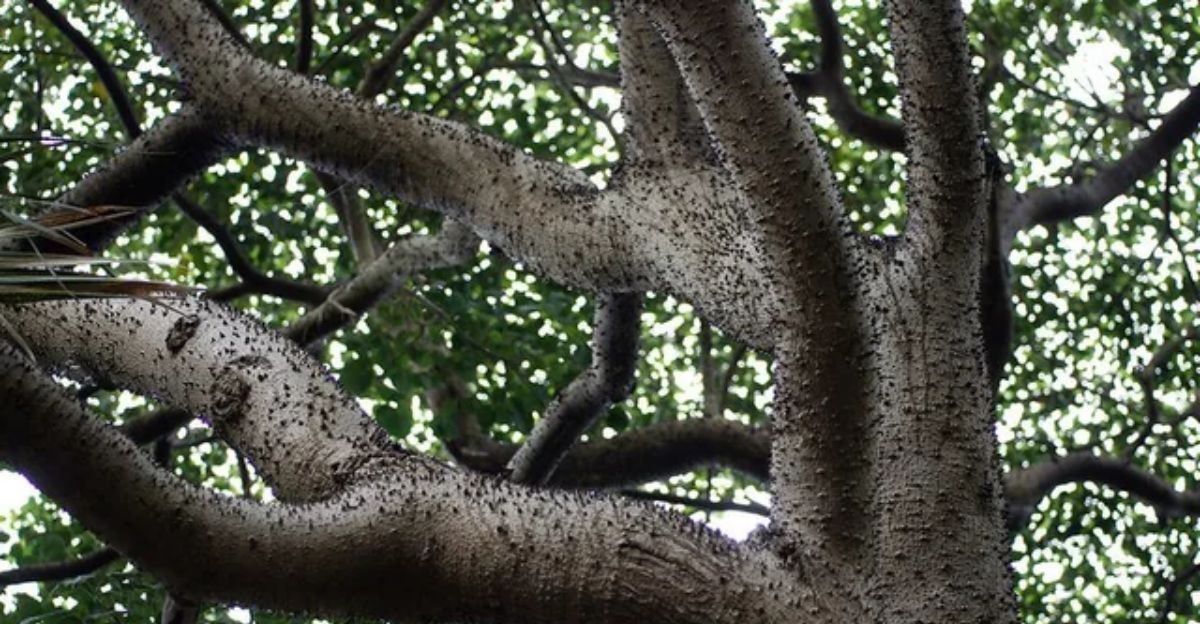 9 of the World’s Most Dangerous Trees—Including the Exploding ‘Dynamite ...