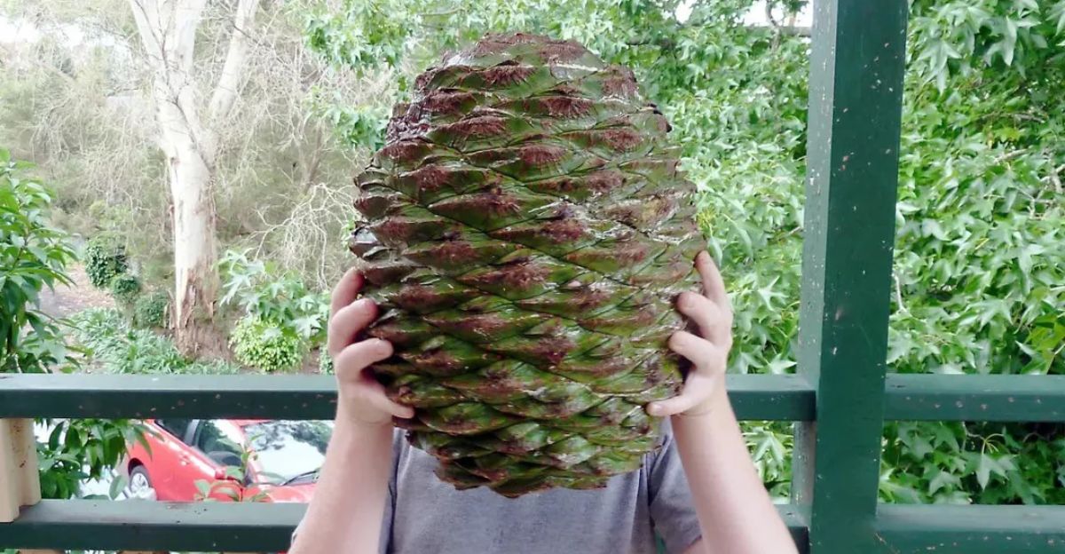 9 of the World’s Most Dangerous Trees—Including the Exploding ‘Dynamite ...