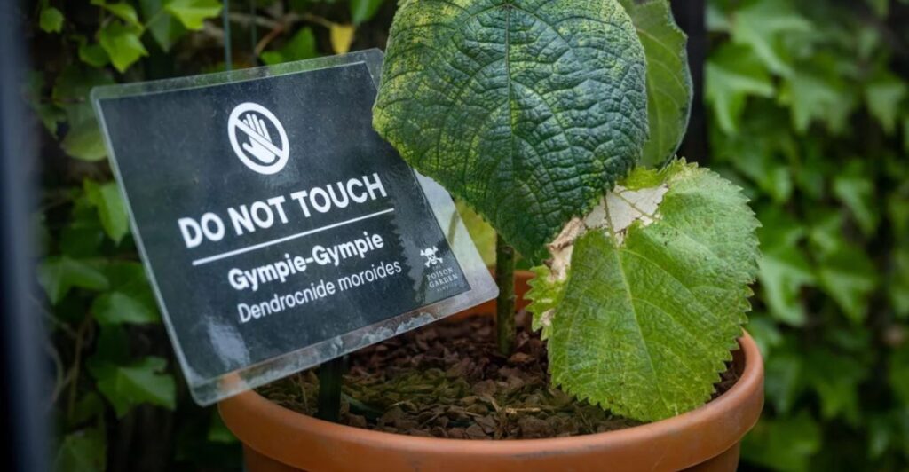 9 of the World’s Most Dangerous Trees—Including the Exploding ‘Dynamite ...