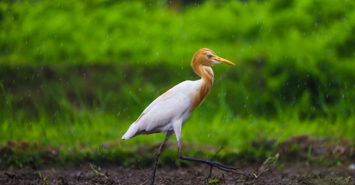 12 Invasive Bird Species Colonizing The US | animalplanethq.com