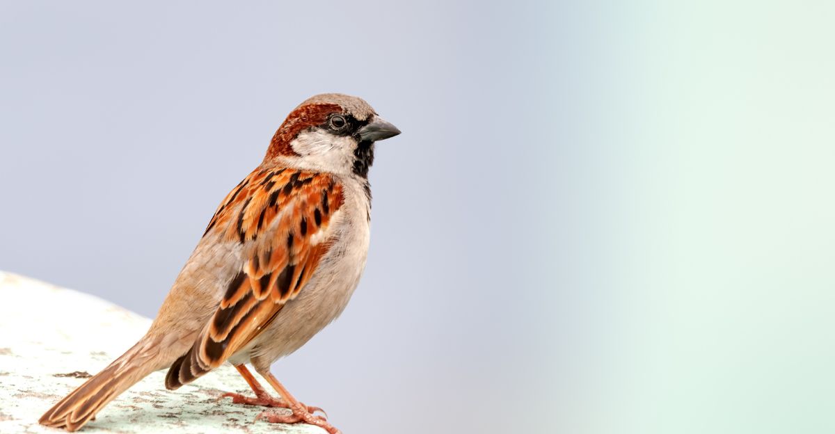 The 9 Most Common Birds Found in America | animalplanethq.com