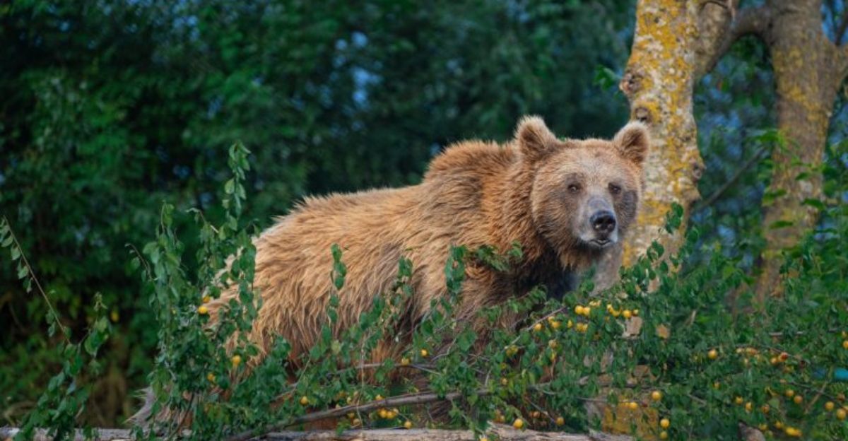 9 Surprisingly Gentle Bears That Aren’t as Dangerous as You Think ...