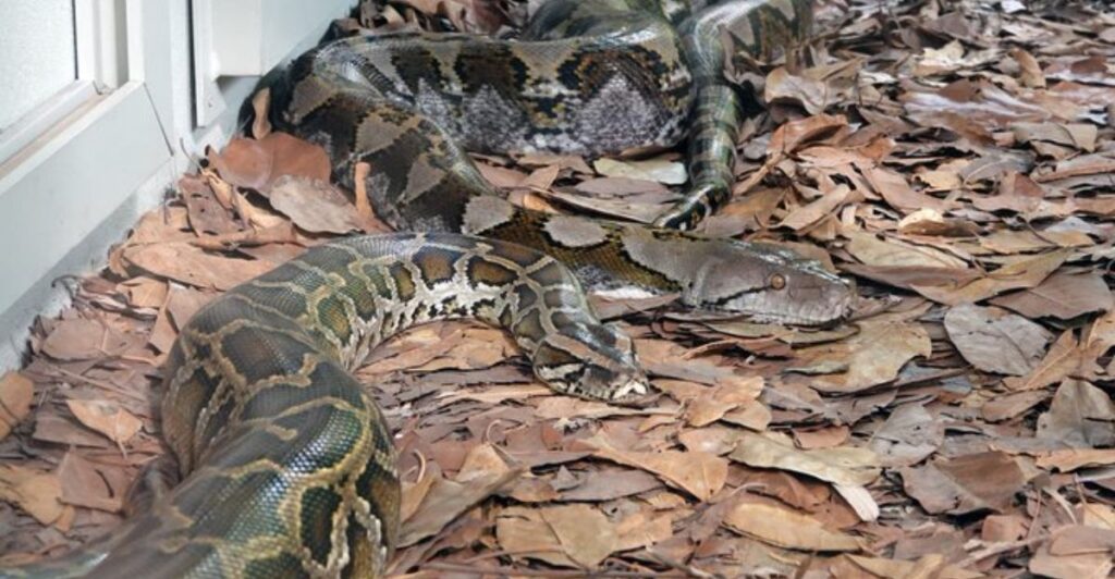 Florida Removes Record Number of Invasive Pythons – How Did It Get So ...