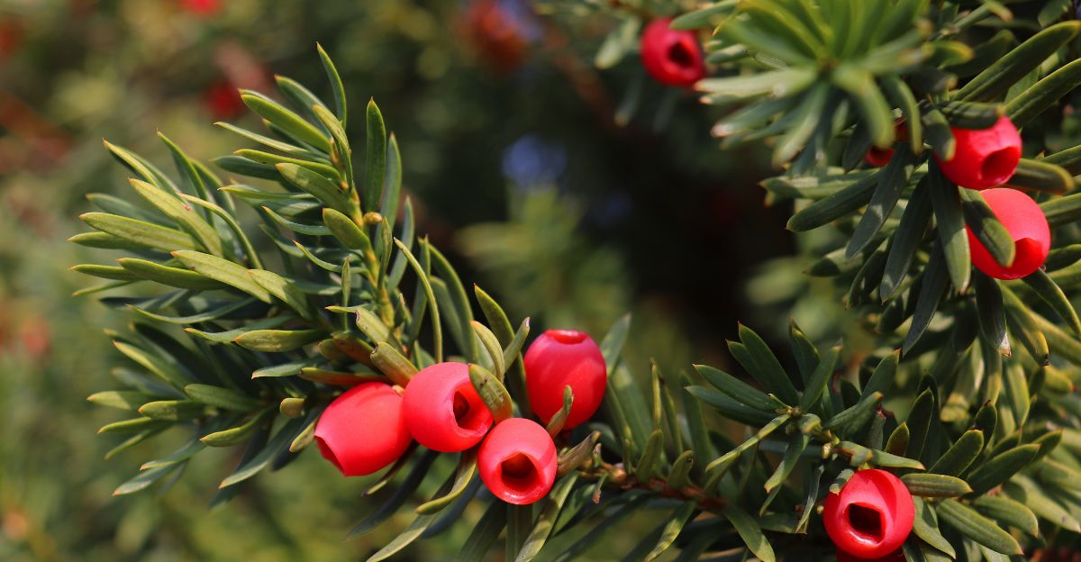 9 of the World’s Most Dangerous Trees—Including the Exploding ‘Dynamite ...