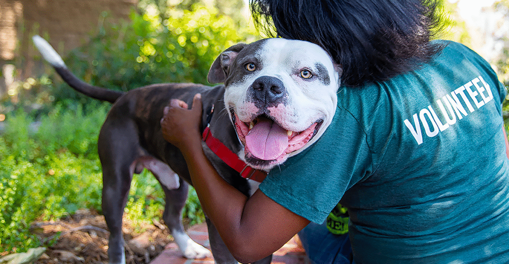 12 Powerful Ways To Rewire A Shelter Dog’s Outlook | animalplanethq.com