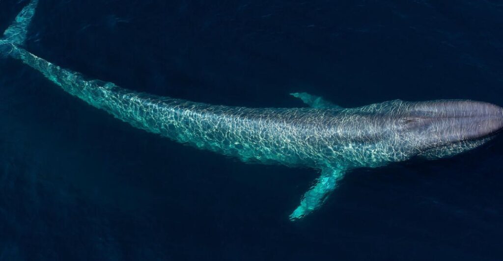 The 10 Most Remarkable Antarctic Animals and How They Survive the Cold ...